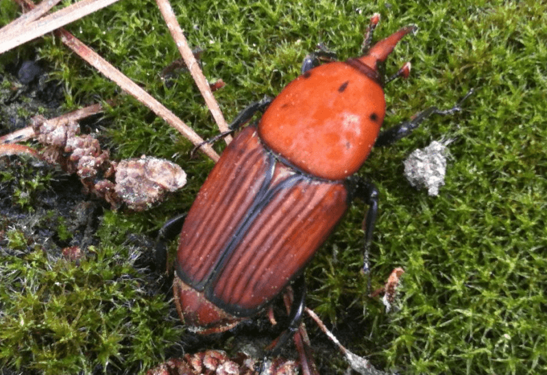 Urban Pests - Novagrica